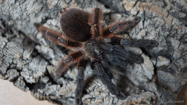 프살모포에우스 빅토리(Psalmopoeus victori) : 네이버 블로그
