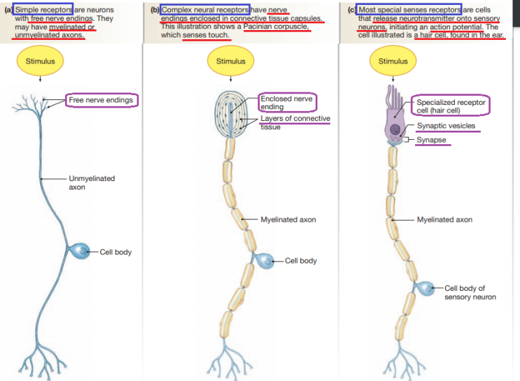 10-1. Sensory Physiology (Somatic senses, Smell and Taste) : 네이버 블로그