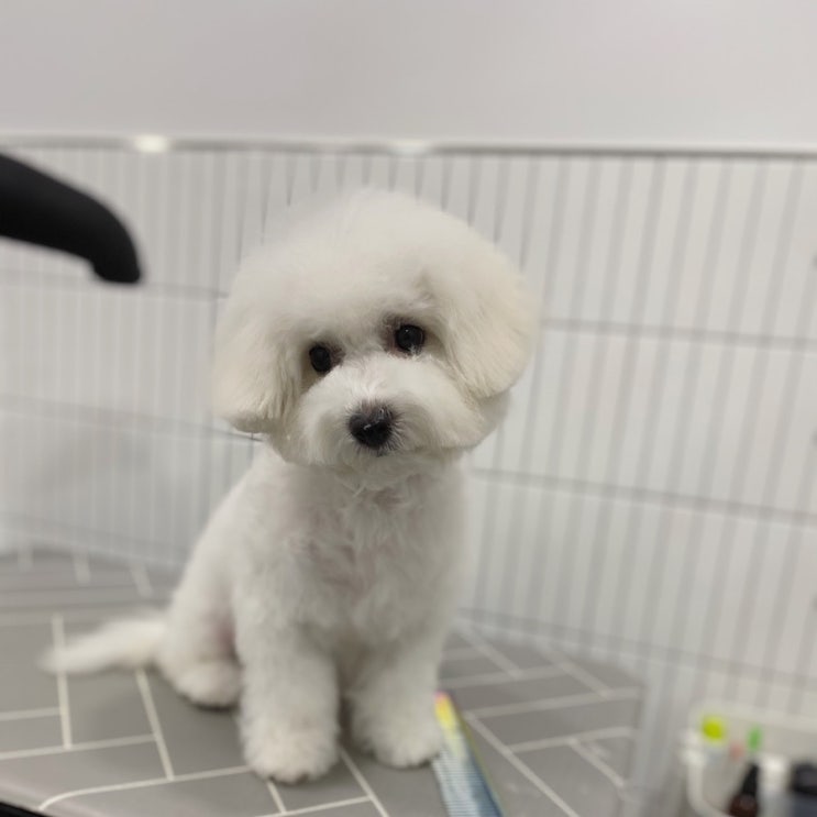 익산애견미용 익산강아지미용 익산강아지스파 모현동애견 모현동강아지 쁘띠멍살롱 아리 네이버 블로그