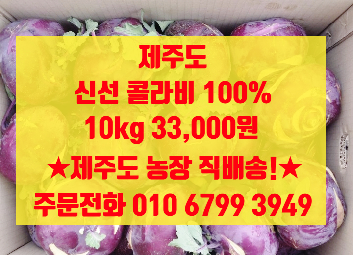 제주 콜라비파는곳 신선달큰아삭 콜라비효능 네이버 블로그