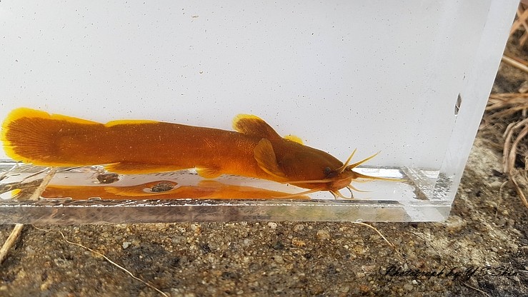 퉁사리 (Liobagrus obesus) : 네이버 블로그