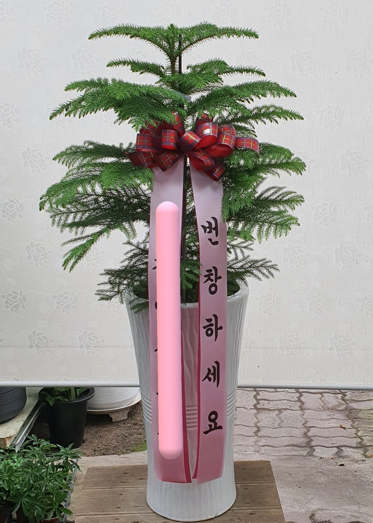 당진꽃집 당진 롯데시네마 개업식 초대형 화분 아레카야자 대박 나무 녹보수 아라우카리아 배달 당진푸른화원 네이버 블로그