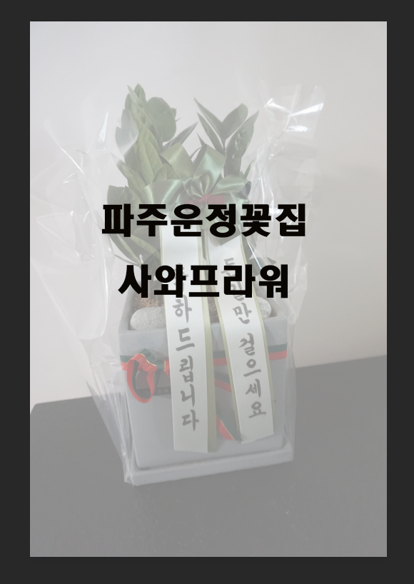 파주 운정 꽃집 사와플라워에서 개업화분 금전수 배달했습니다 네이버 블로그