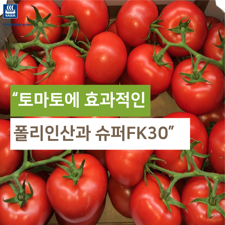 야라코리아｜토마토에 효과적인 폴리인산과 슈퍼FK30 : 네이버 블로그