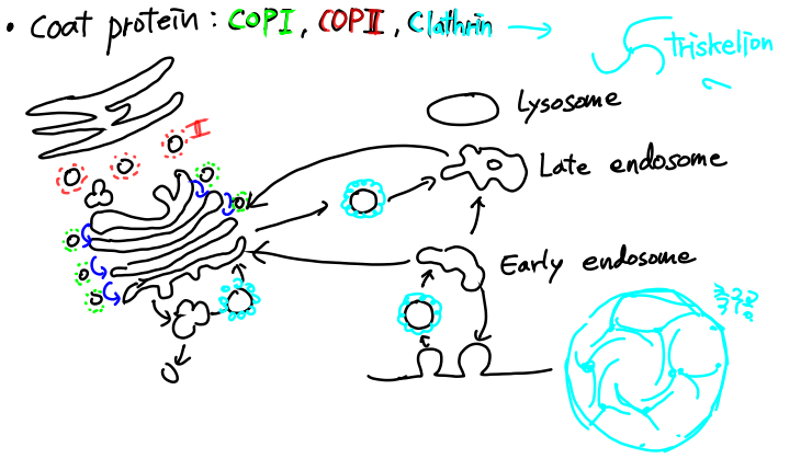 [세포생물학2] 17. budding과 rab/tethering, 그리고 KDEL sequence : 네이버 블로그