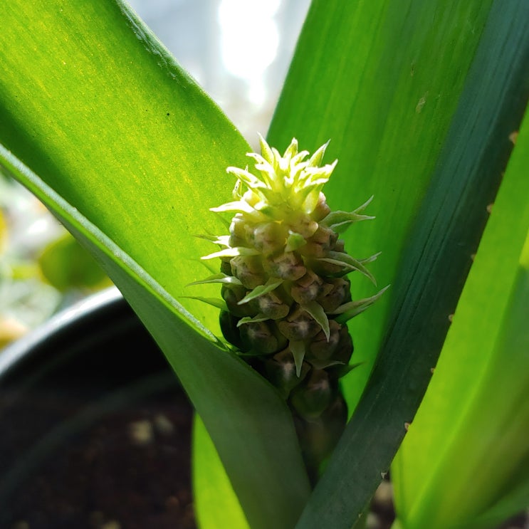 Lachenalia spring sour : 네이버 블로그