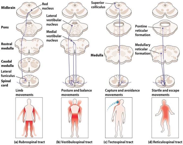 추나요법에서 알아야 할 추체외로(Extrapyramidal Tract)의 기능 : 네이버 블로그