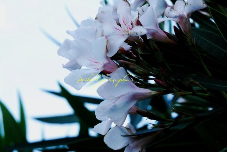 흰협죽도(Nerium indicum Mill.) : 네이버 블로그
