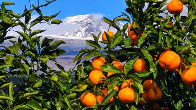 [3년 전 오늘] 커져만 가는 욕망을 조절하라크레스피 효과 (Crespi effect) : 네이버 블로그