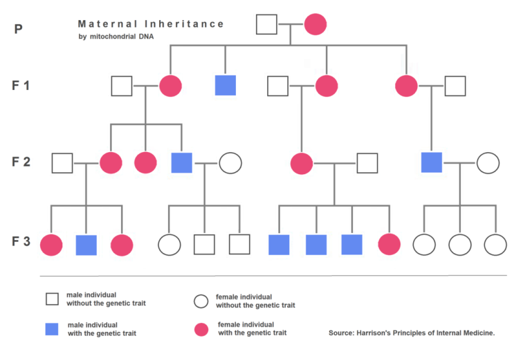 inherit, inheritance, disinherit, disinheritance - 어원학습, 어원, 단어 외우기 ...