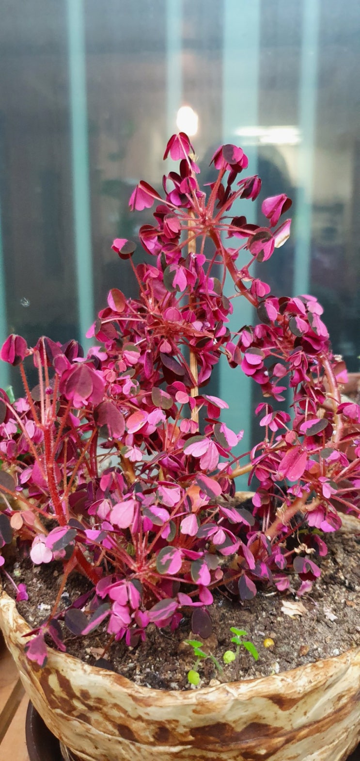 성탄절 스티커 나눔 발표 : 네이버 블로그