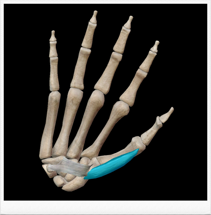 [해부학 - 근육학] 손근육(hand muscle) : 엄지두덩근육 - 엄지맞섬근(무지대립근ㆍopponens pollicis ...