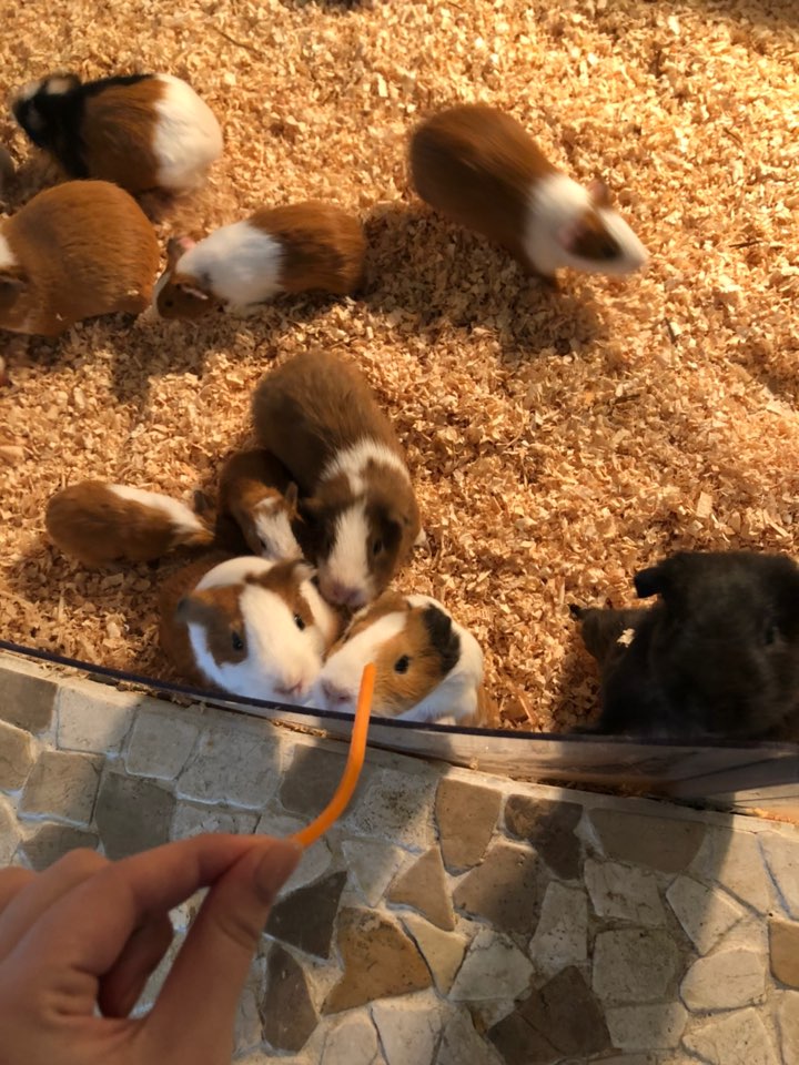 WOW ZOO 동물 친구들 먹방!! : 네이버 블로그