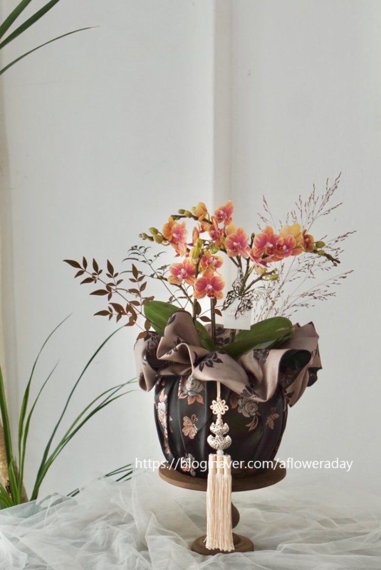 A Flower A Day 어플라워어데이 상견례 인사용으로 추천하는 화분 서양난 고급호접난 영등포 여의도 신길동 신길뉴타운