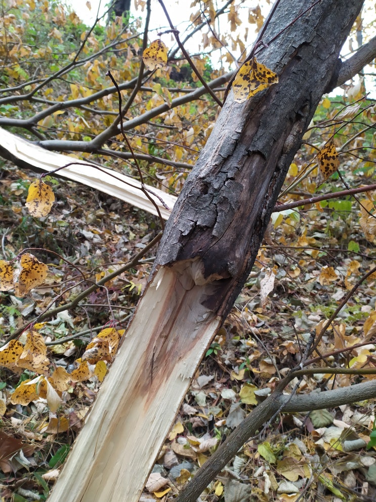 CODIT 이론에 대해서... : 네이버 블로그