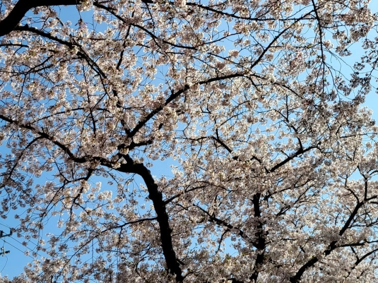 Blooming, : 네이버 블로그