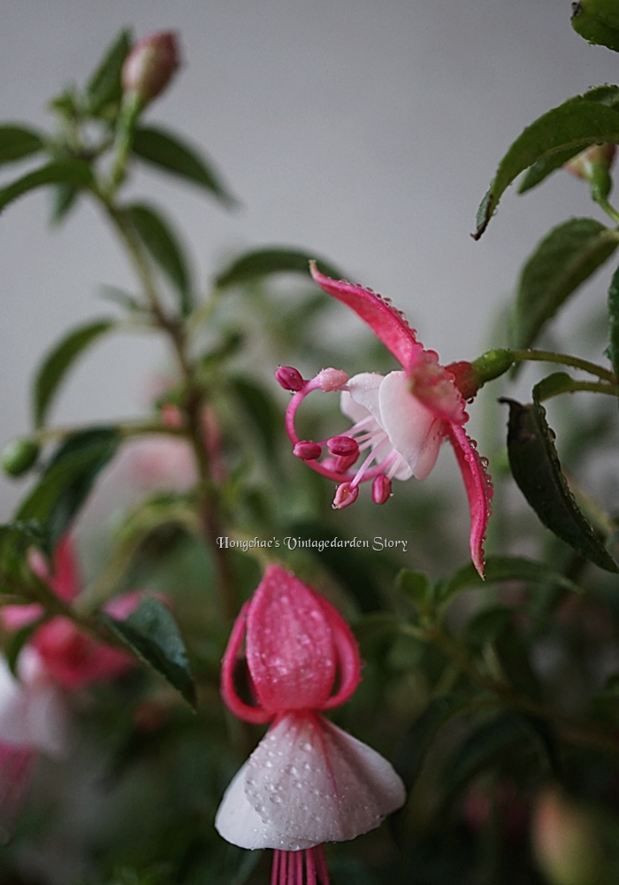 [베란다정원] Fuchsias Snowcap : 네이버 블로그