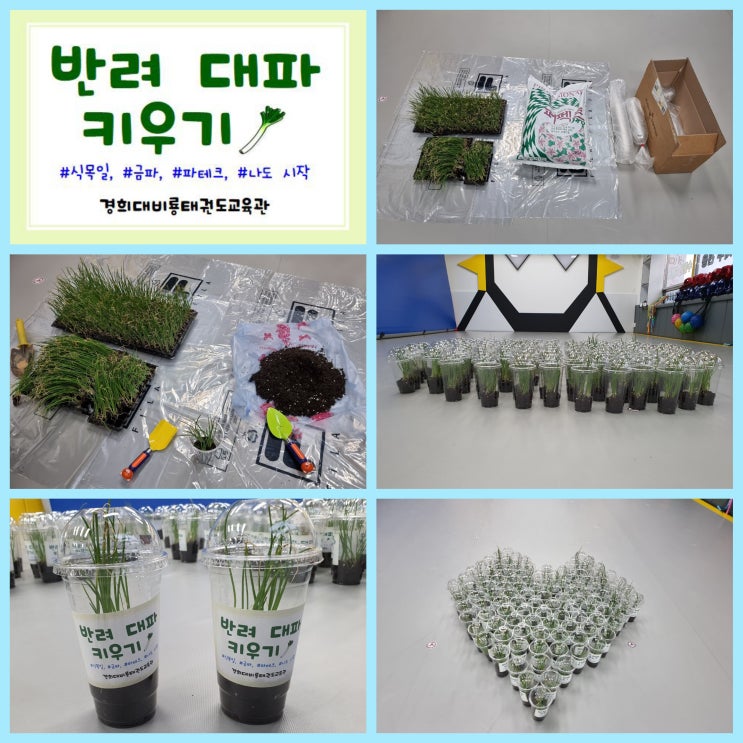 부천태권도중동태권도경희대비룡태권도 2021 식목일 맞이 반려 대파 키우기 네이버 블로그