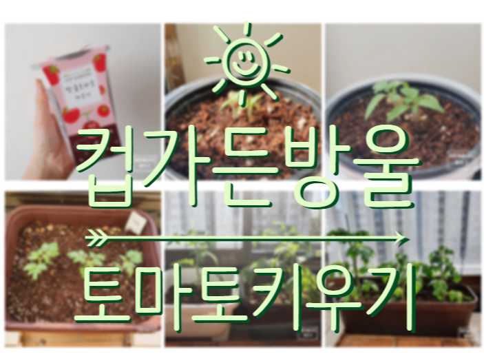 컵가든 방울토마토 키우기 총정리편 씨드볼부터 열매까지 성장과정 부제 두번째 열매 네이버 블로그