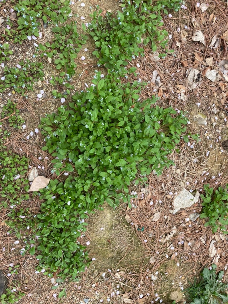 내가 좋아하는 봄꽃 : 네이버 블로그