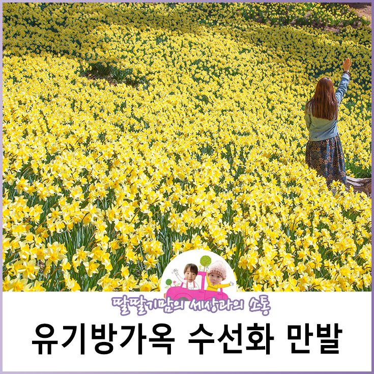 💛 서산 가볼만한곳 ② 유기방가옥 수선화 만발 네이버 블로그