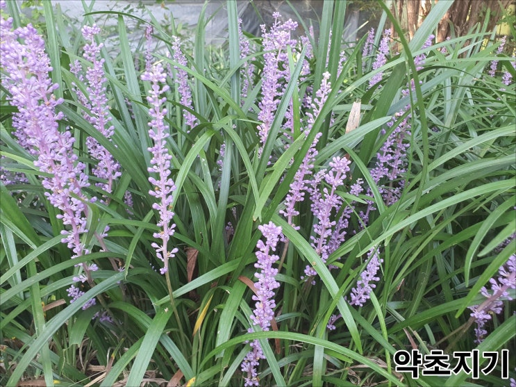 폐에 좋은 약초 공유합니다 : 네이버 블로그