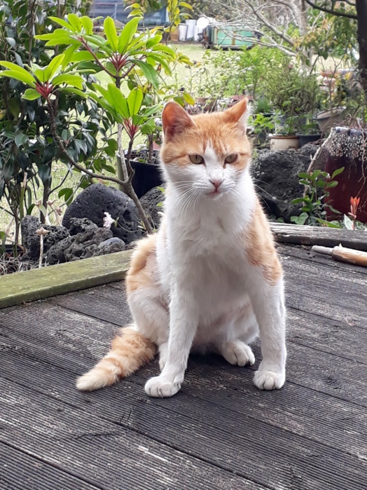 소심아 : 네이버 블로그