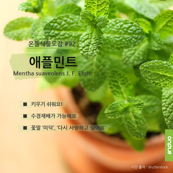 쉽게 키우고 다양하게 활용 할 수 있는 식물 애플민트 키우기 네이버 블로그