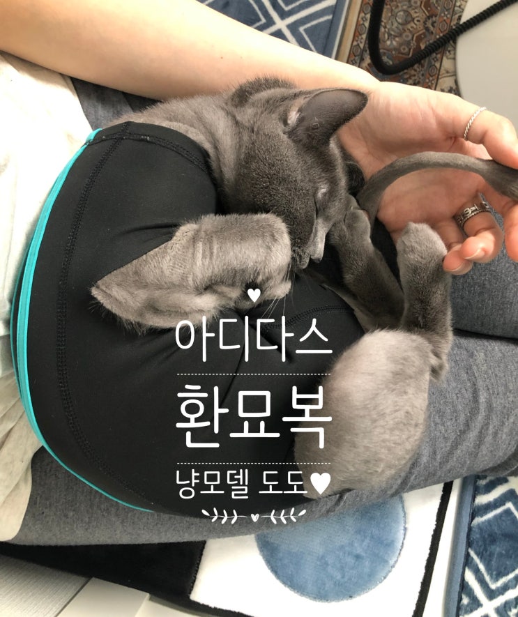 [러시안블루 중성화 4일차] 천천히 회복중인 도도, 레깅스로 환묘복 만들어주기~ (feat.아디다스 냥모델) : 네이버 블로그