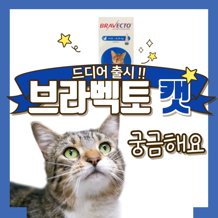 큐어벳 약이야기 브라벡토를 고양이도 브라벡토 캣 고양이 외부기생충 고양이 진드기 고양이벼룩 고양이 외부 구충