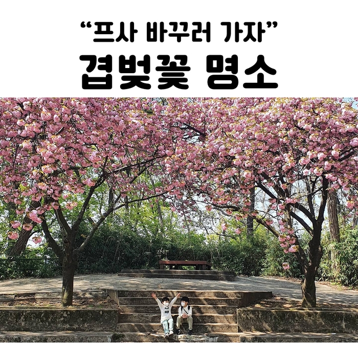 대구 겹벚꽃 명소 경주 겹벚꽃 개화시기 비슷 네이버 블로그
