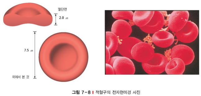 [혈액검사] 적혈구 관련 수치 이해. RBC, Hb, Hct, MCV, MCH, MCHC, RDW, ESR, CRP : 네이버 블로그
