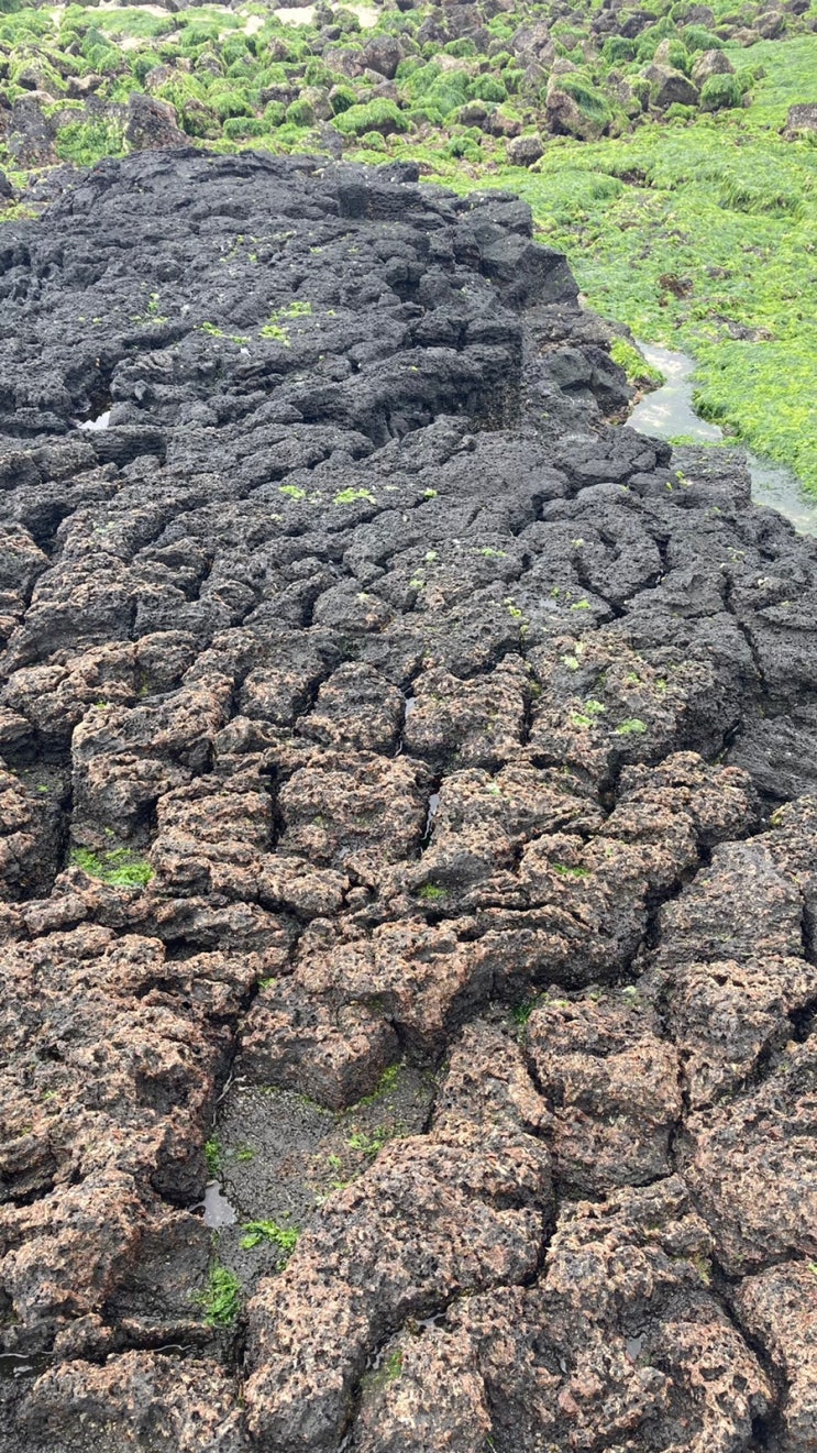 210328 제주 _ 제주도는 운동화가 필수에오 : 네이버 블로그