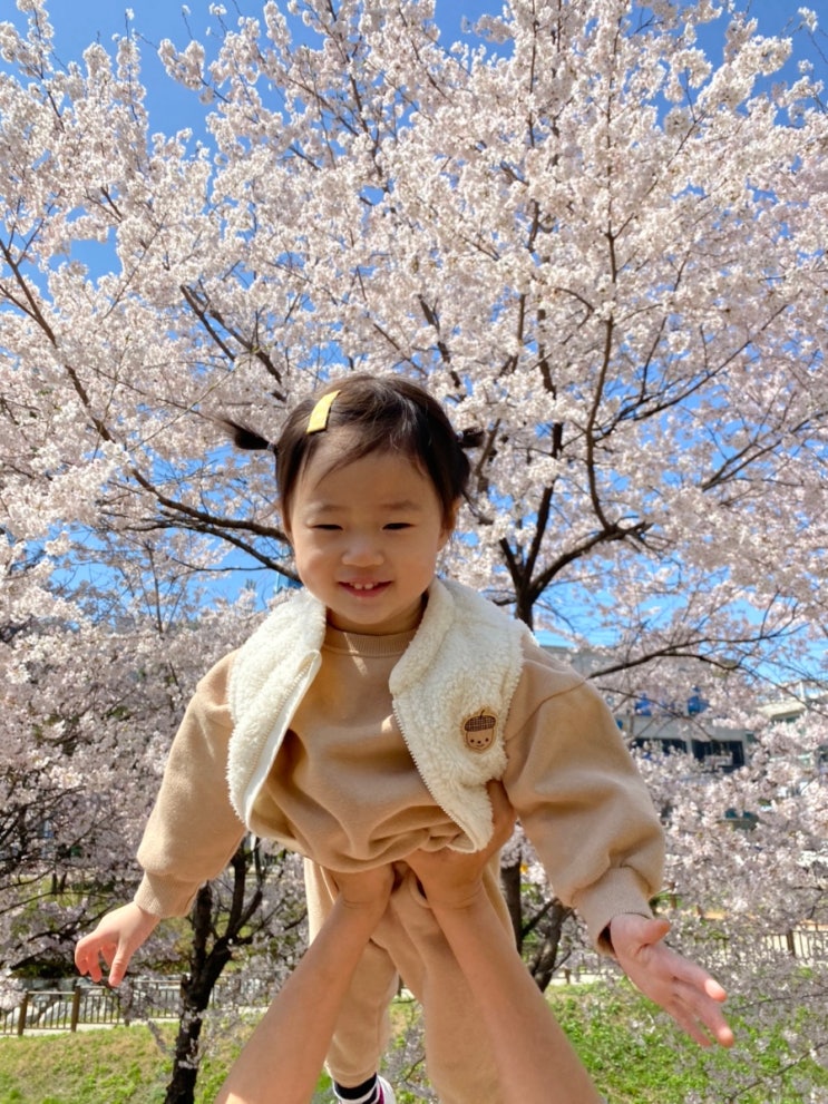 씽씽이 육아일기 생후 676일 22개월 6일 주말 원데이 문센 아기와 벚꽃놀이 네이버 블로그
