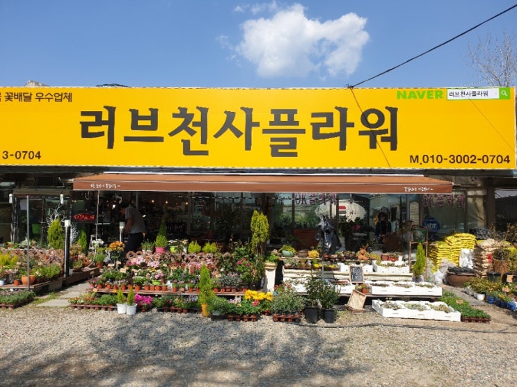 김해개업화분 장유개업화분 율하개업화분 화분선물은 김해꽃배달 장유꽃배달 율하꽃배달 추천꽃집 러브천사플라워 네이버 블로그