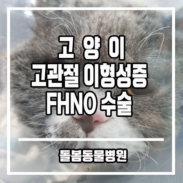 고양이 고관절 이형성증+FHNO 대퇴골두 절단술 /고양이가 높은 곳에 안 올라가요[수술전문 돌봄동물병원 ] : 네이버 블로그
