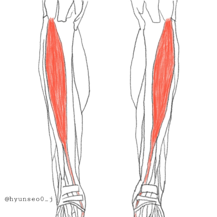 정강이 앞쪽 근육 전경골근 앞정강근 Tibialis Anterior 네이버 블로그