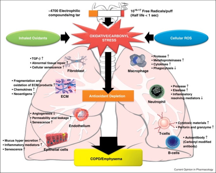 만성 폐쇄성 폐질환의 정의와 원인(Overview of COPD: Etiology) : 네이버 블로그