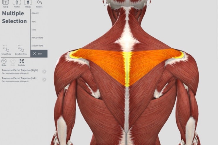 기능해부학::중부 승모근(middle trapezius)위치, 기능 : 네이버 블로그