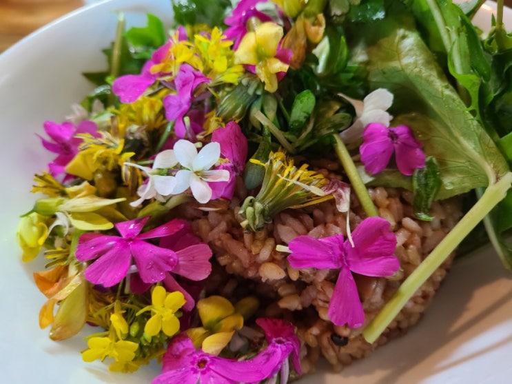 전립선, 여드름, 간에 좋은 천연항생제 제비꽃, 짓밟은 이에게 주는 용서라는 향기의 제비꽃 치유 효능, 오렌지 4배 많은 비타민 ...