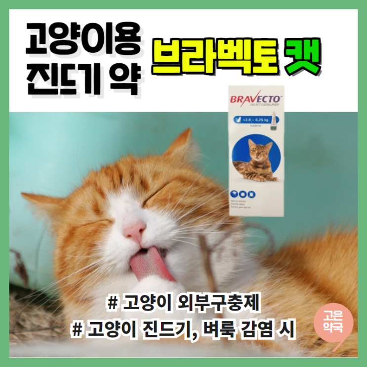 브라벡토 캣cat 브라벡토 고양이용 고양이 외부기생충 고양이 진드기 고양이 벼룩 고양이 외부구충 야생 고양이