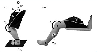 닫힌사슬(CKC; closed kinetic chain)운동 vs. 열린사슬(OKC; open kinetic chain)운동 ...