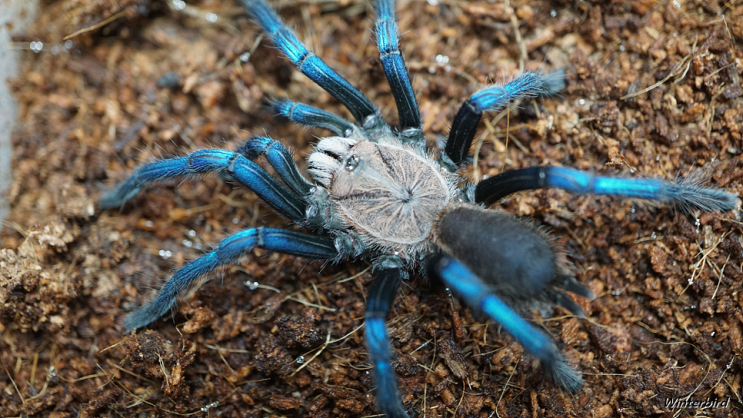 보르네오 네온 블루렉(Birupes simoroxigorum) : 네이버 블로그
