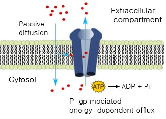 P-glycoprotein과 약물 상호작용 : 네이버 블로그