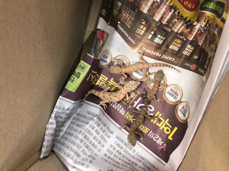 부산파충류샵 뉴런사파리x뱀이랑 아주귀엽 깜찍한 엘레강스게코 입고완료 네이버 블로그