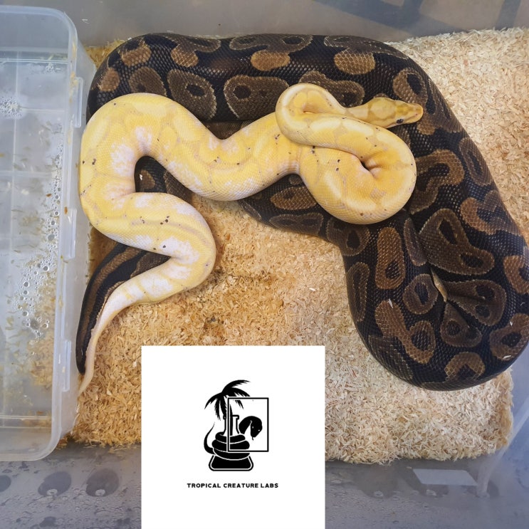 Ball python : 네이버 블로그