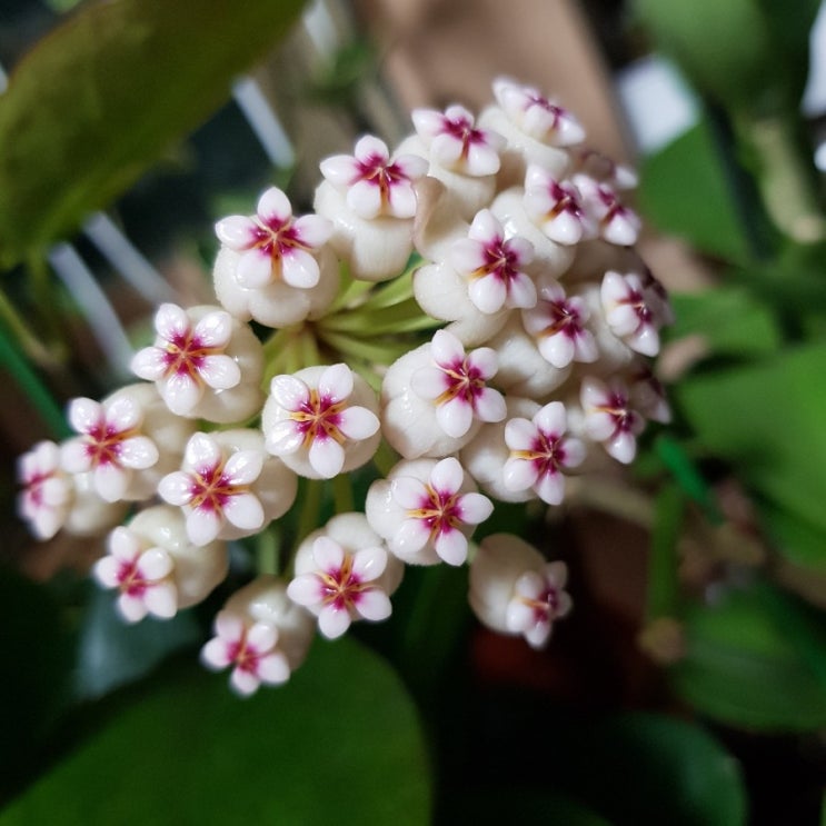 Hoya Pachyclada 'Red Corona'_호야 파치클라다 레드 코로나 : 네이버 블로그