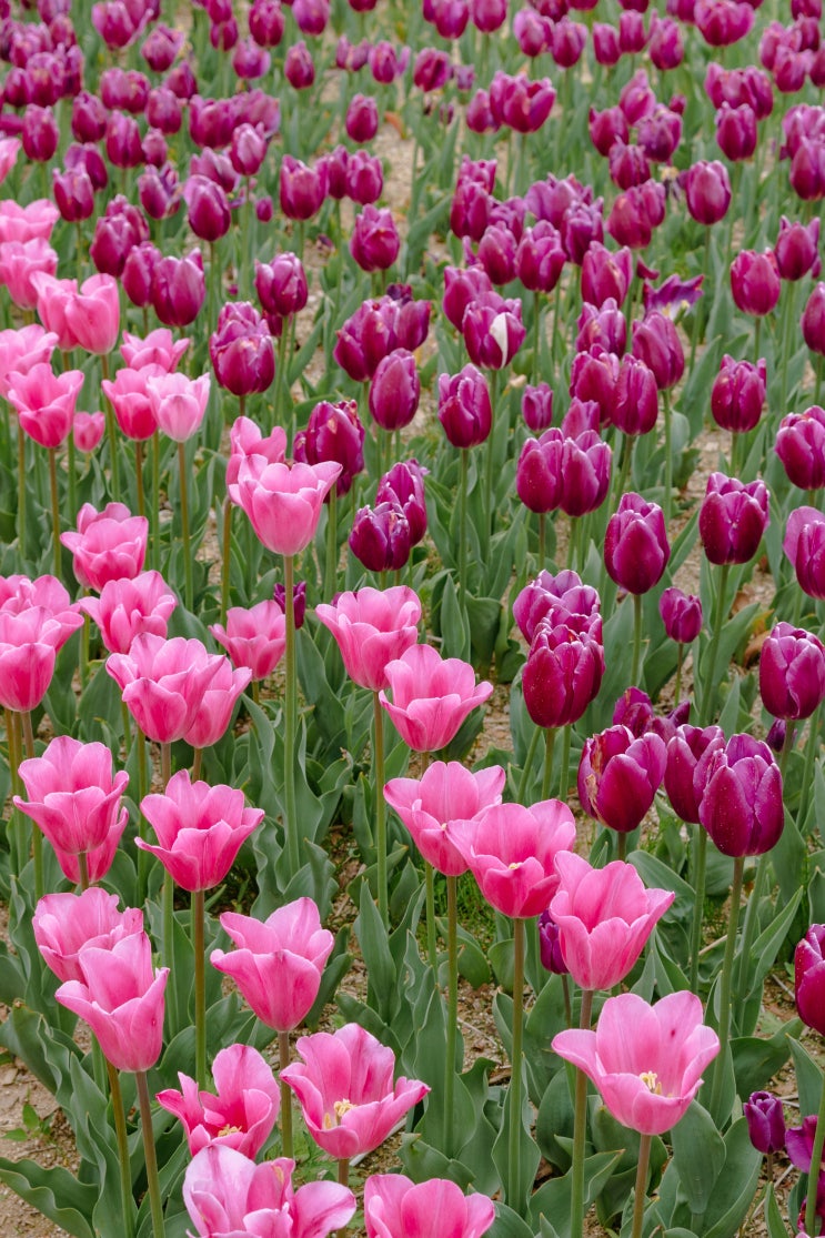 강릉가볼만한곳ㅣ경포호 튤립 (4/24 촬영) : 네이버 블로그