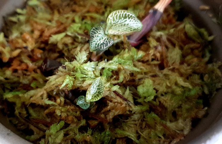 보석란; Goodyera pusilla 성장 일지 : 네이버 블로그