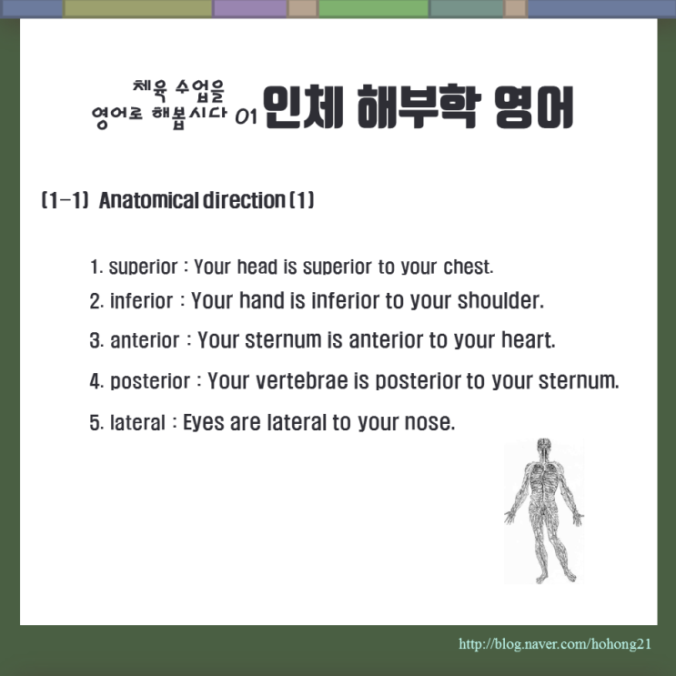 인체 해부학적 근육의 명칭과 기능에 대한 영어표현 1 인체 해부학적 방향과 인체 해부학적 위치 표현법 네이버 블로그